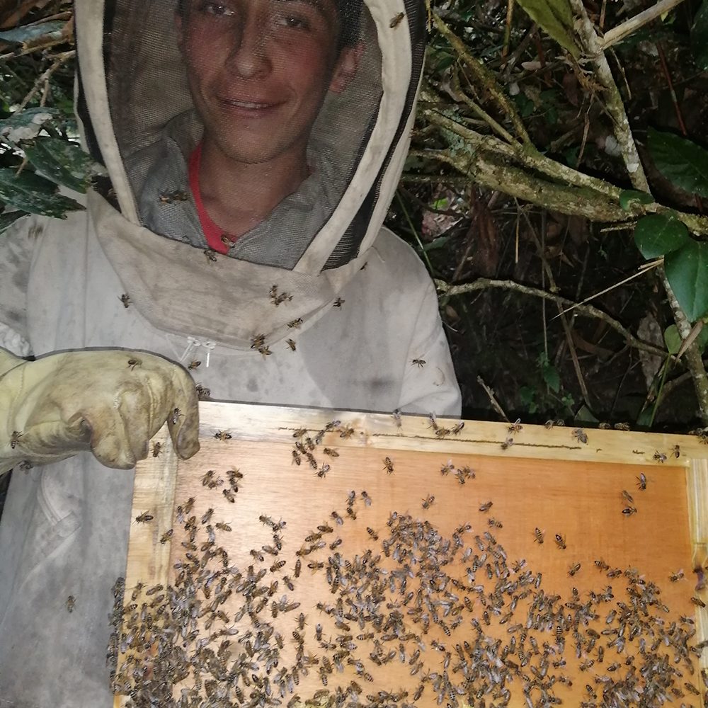 Instalación de nuevos apiarios – Apiario La Comarca