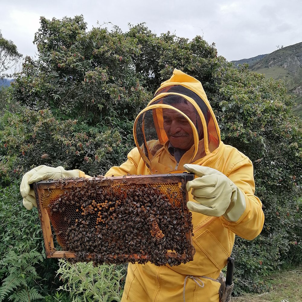 Instalación de nuevos apiarios – Apiario La Comarca